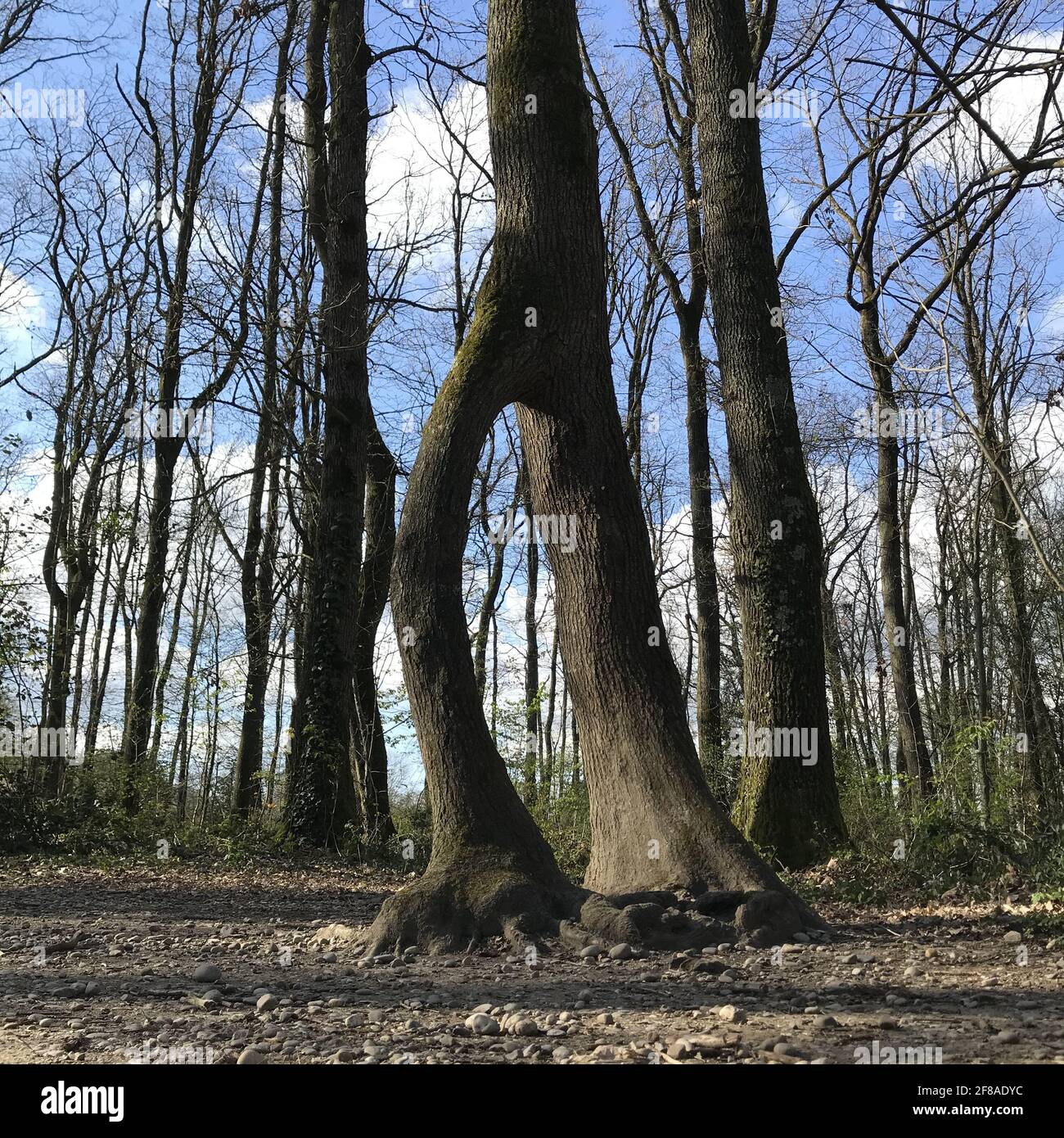 Real tree with 2 legs Stock Photo - Alamy