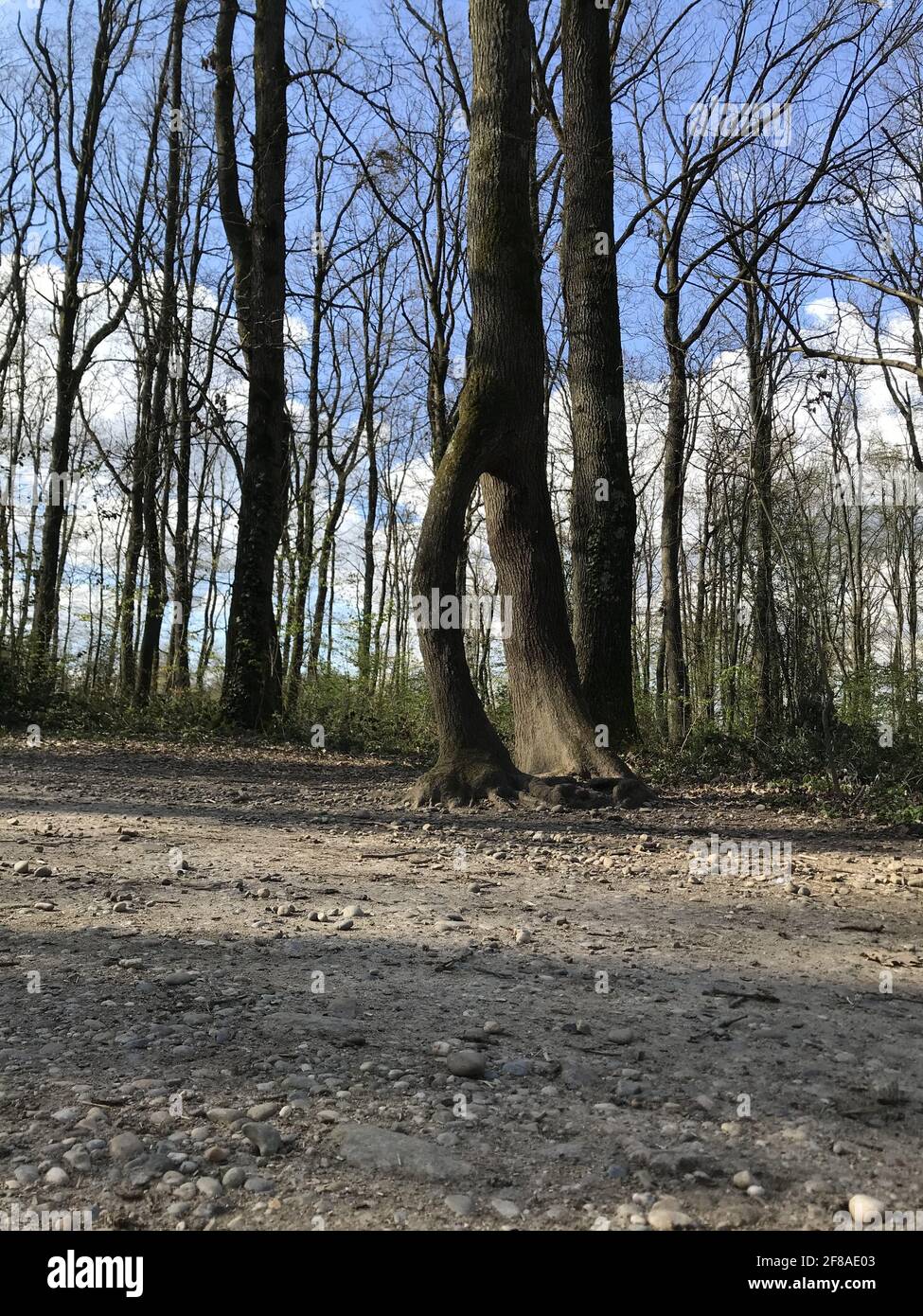 Real tree with 2 legs Stock Photo - Alamy