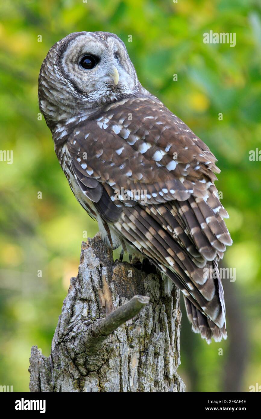 Owl looking behind hi-res stock photography and images - Alamy