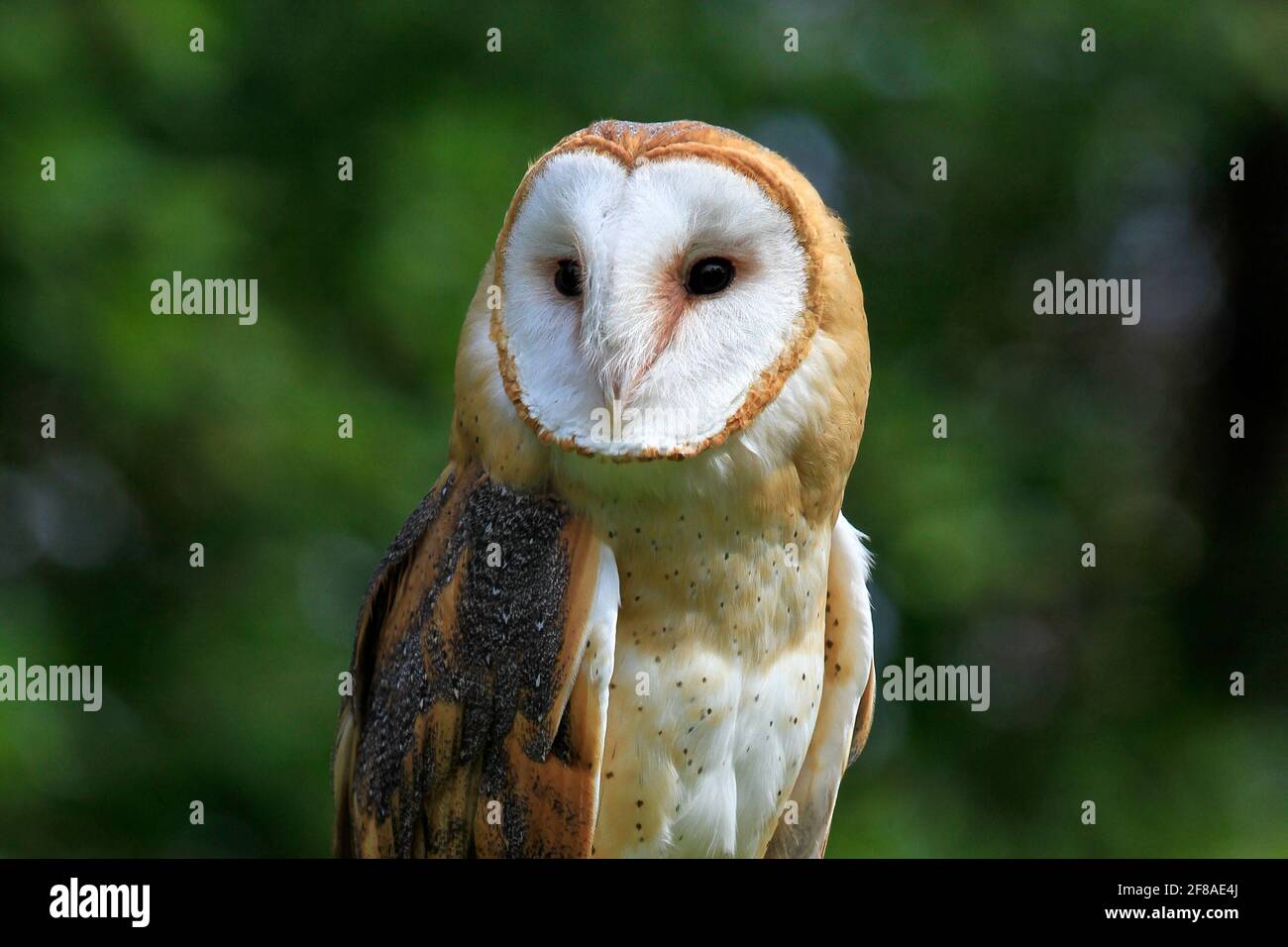 Barn owl face hi-res stock photography and images - Alamy