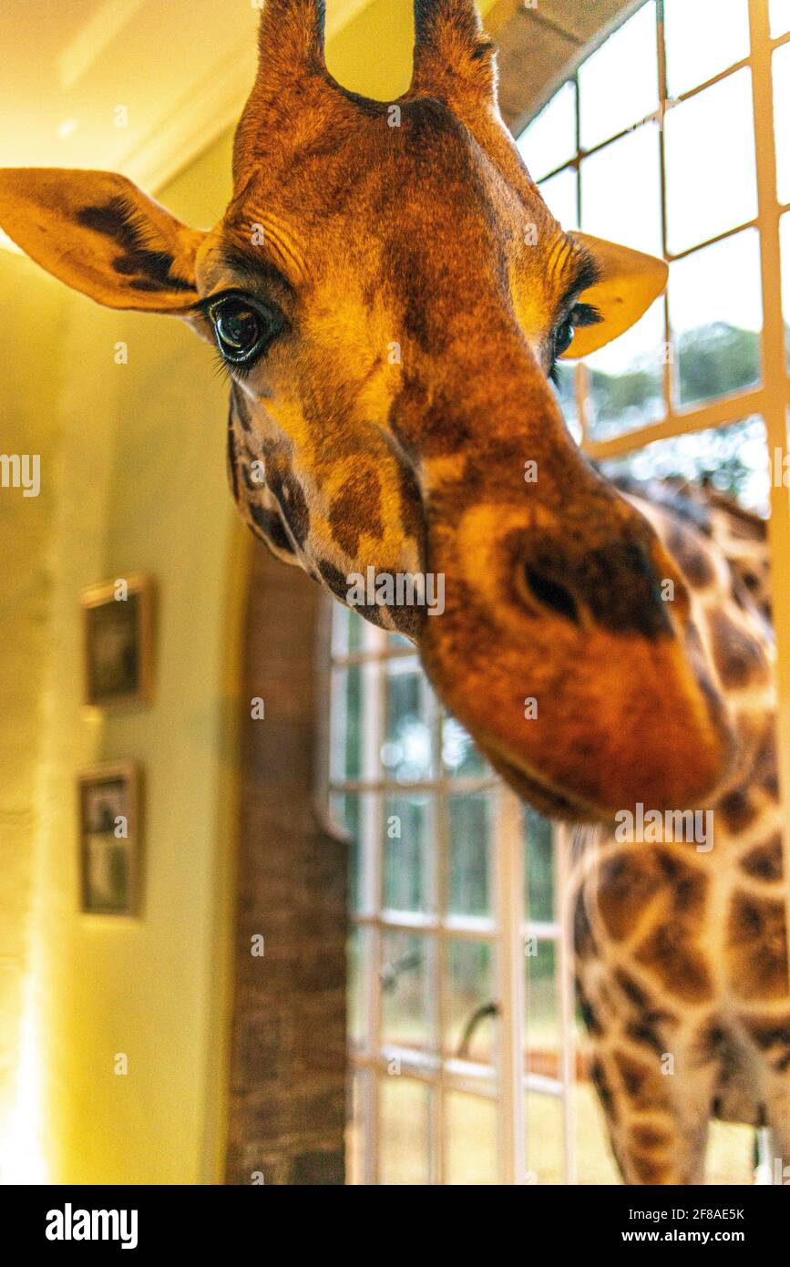 giraffe inside the window of the breakfast room at Giraffe Manor Stock ...