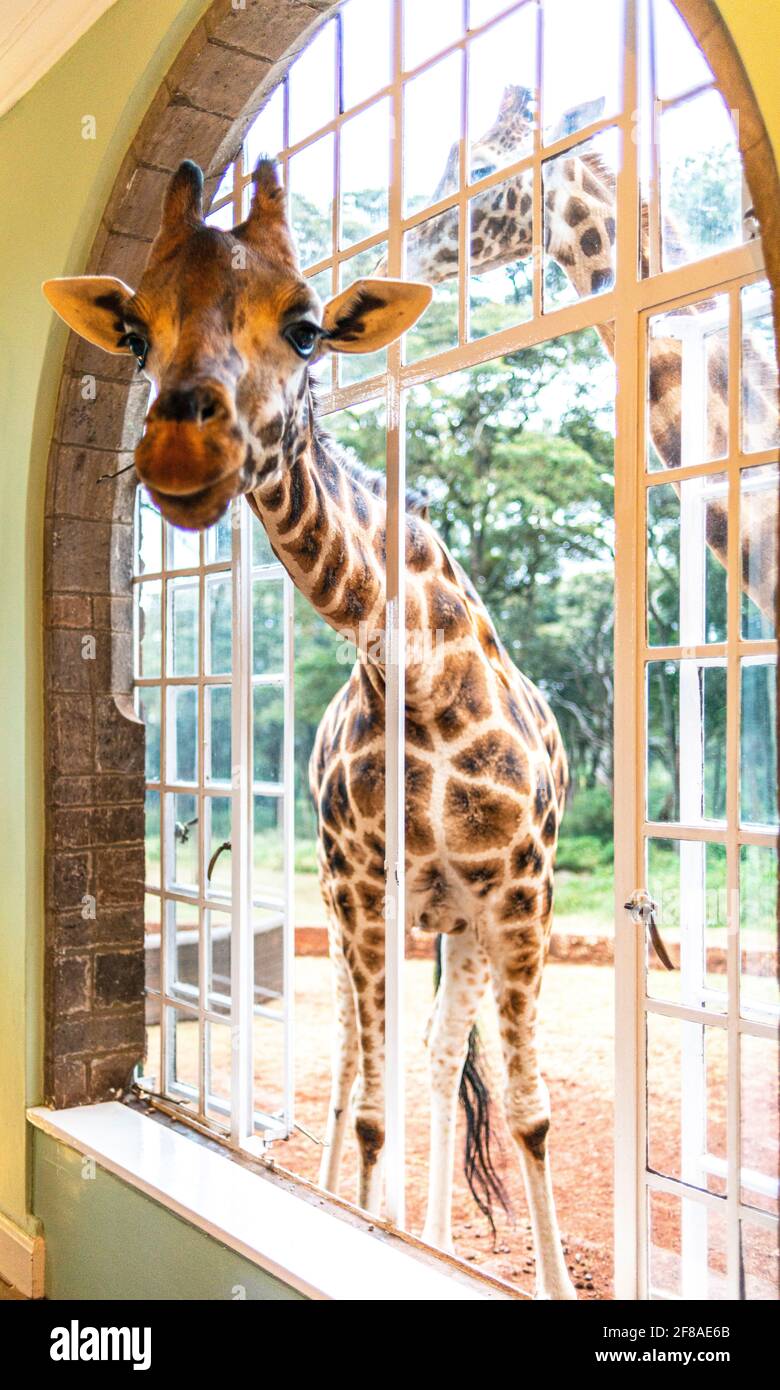Giraffe Window High Resolution Stock Photography and Images - Alamy