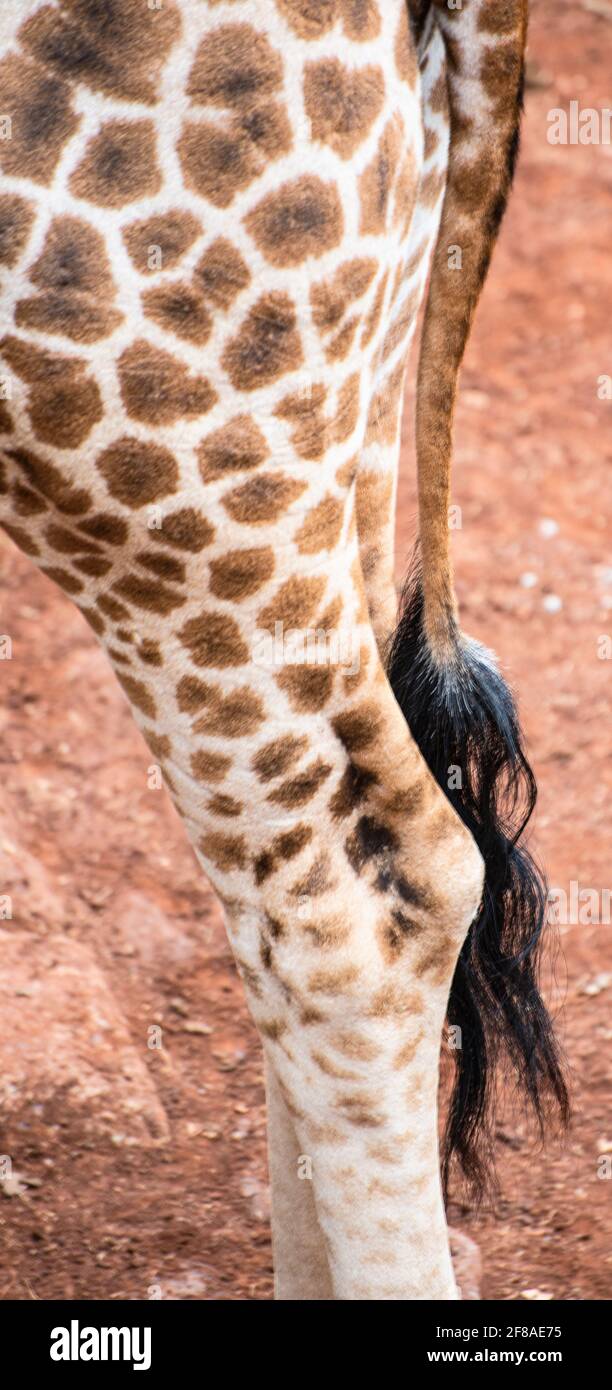 Giraffe tail hi-res stock photography and images - Alamy