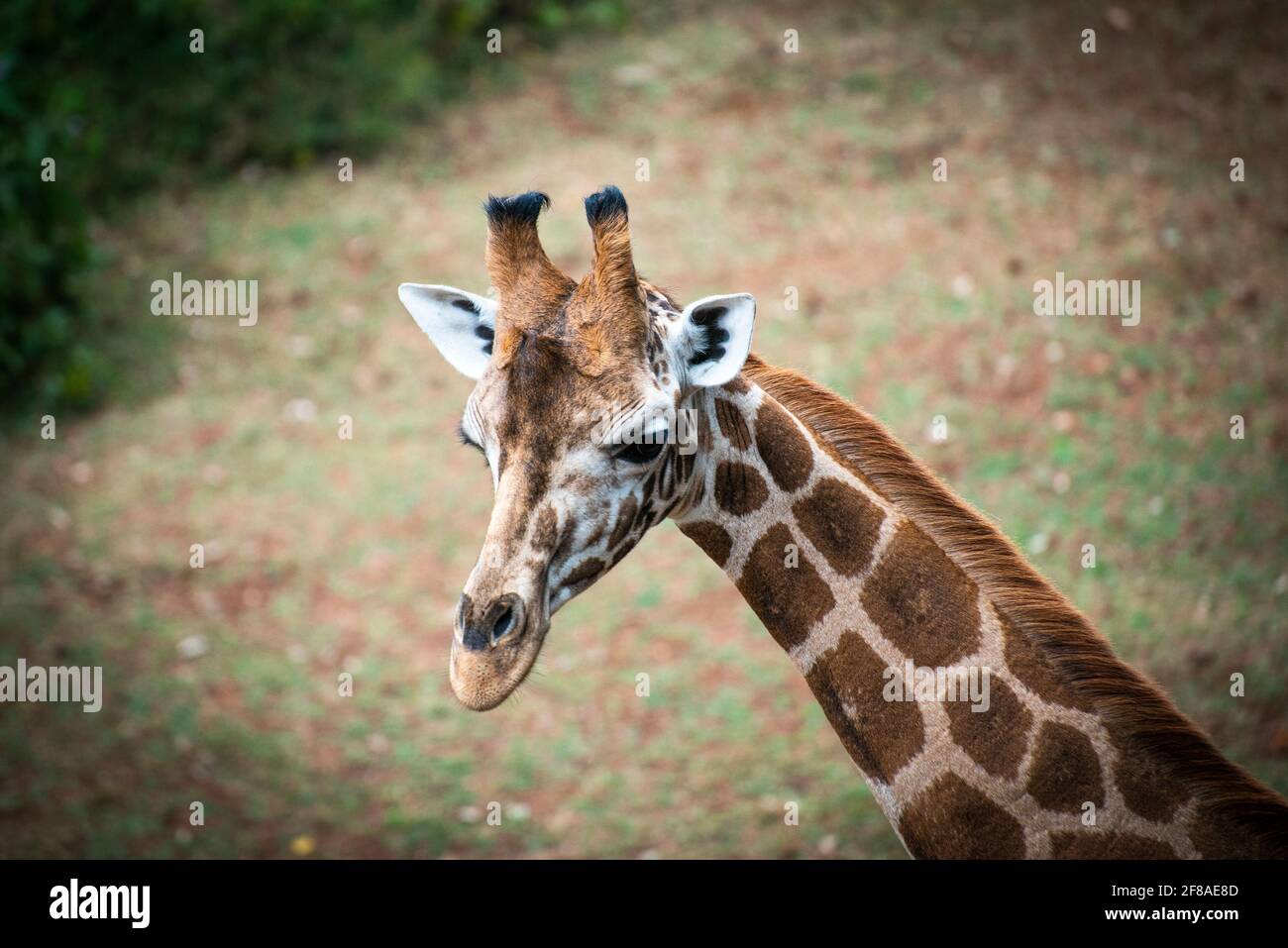 giraffe head and neck Stock Photo - Alamy