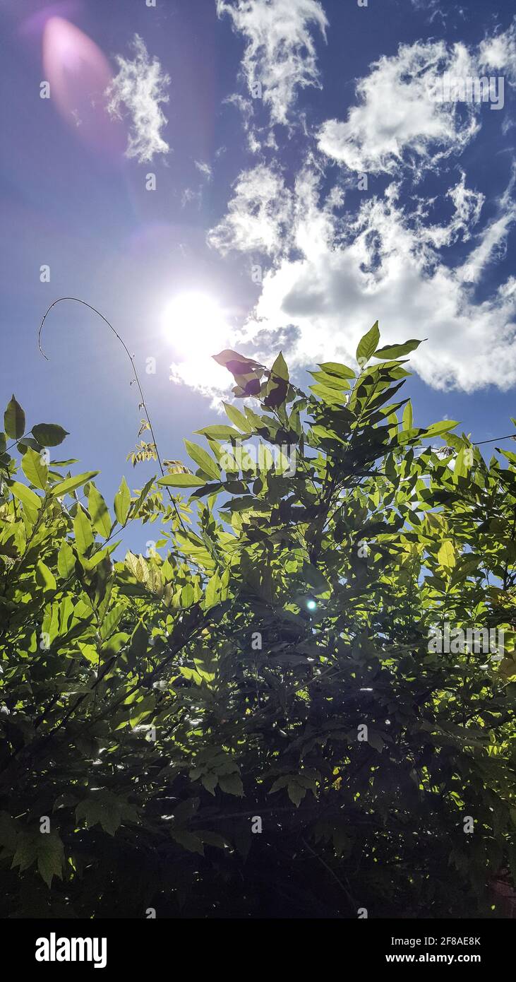 Low angle shot of blooming bush Stock Photo - Alamy
