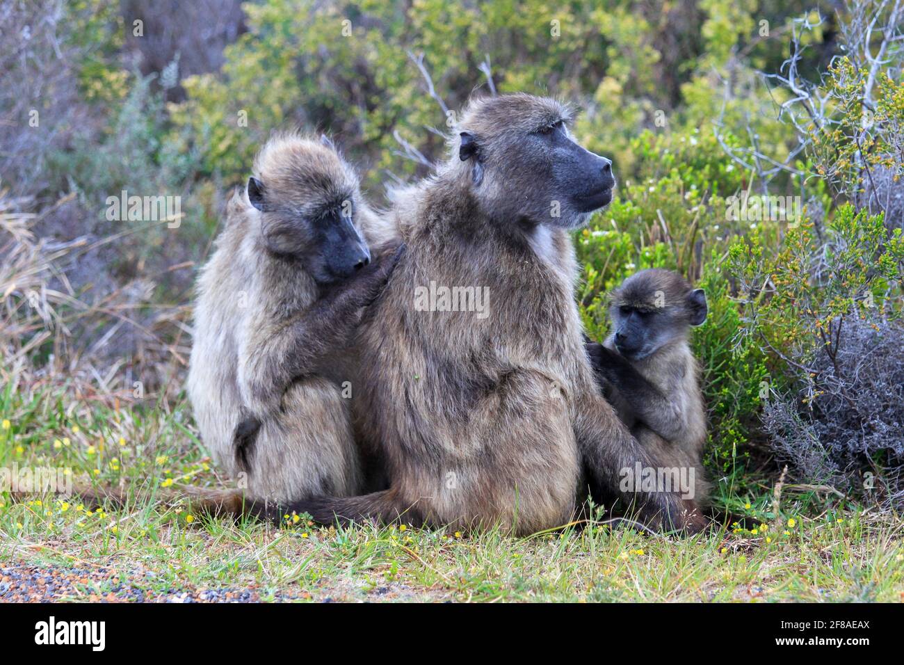 Baboons, mother and baby sitting and grooming on Cape of Good Hope ...