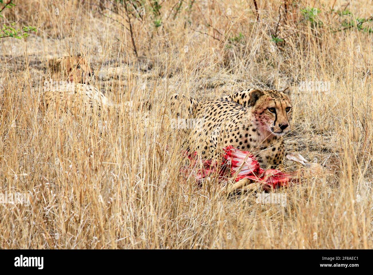 Cheetah in wild with fresh kill on safari in Pilanesberg National Park ...