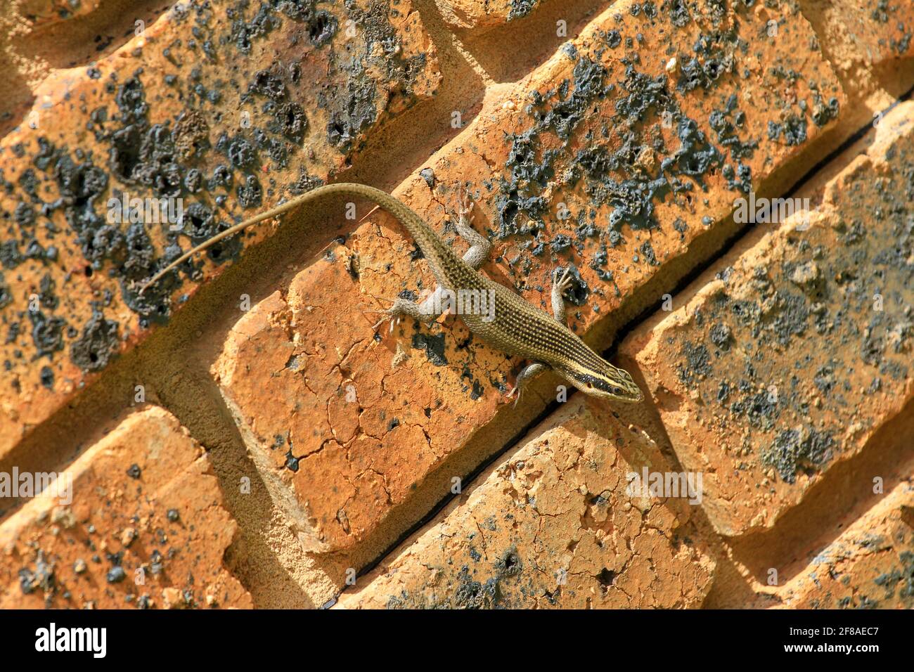 Africa brick bricks hi-res stock photography and images - Alamy
