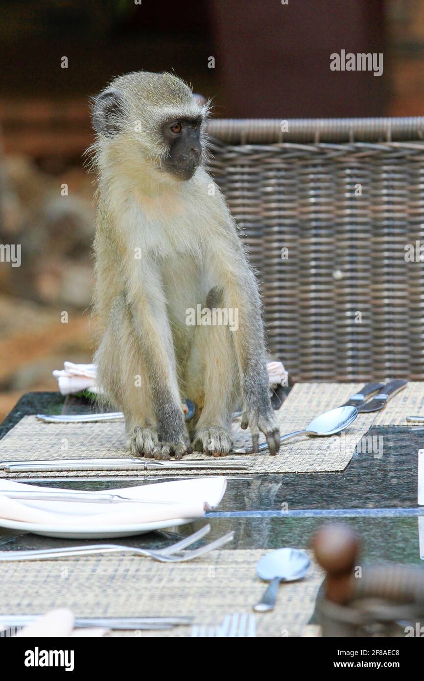Monkey table hi-res stock photography and images - Alamy