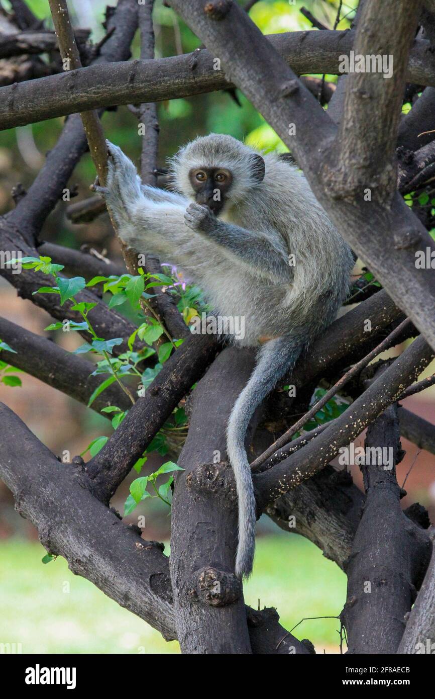 Monkey sucking thumb hi-res stock photography and images - Alamy