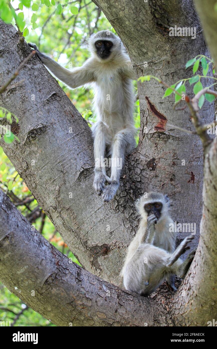 South African Monkeys