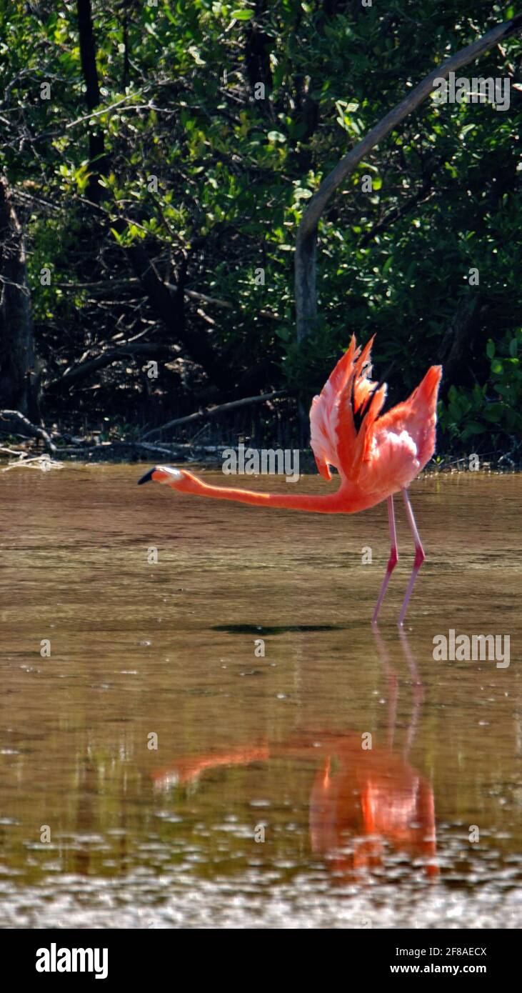 Flamingo stretching wings hi-res stock photography and images - Alamy