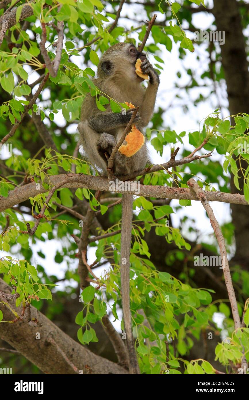 Stolen pancake hi-res stock photography and images - Alamy