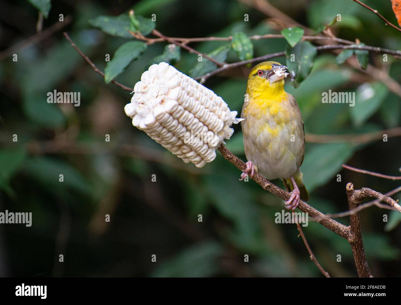female Village Weaver bird in Kenya near feeding station Stock Photo ...