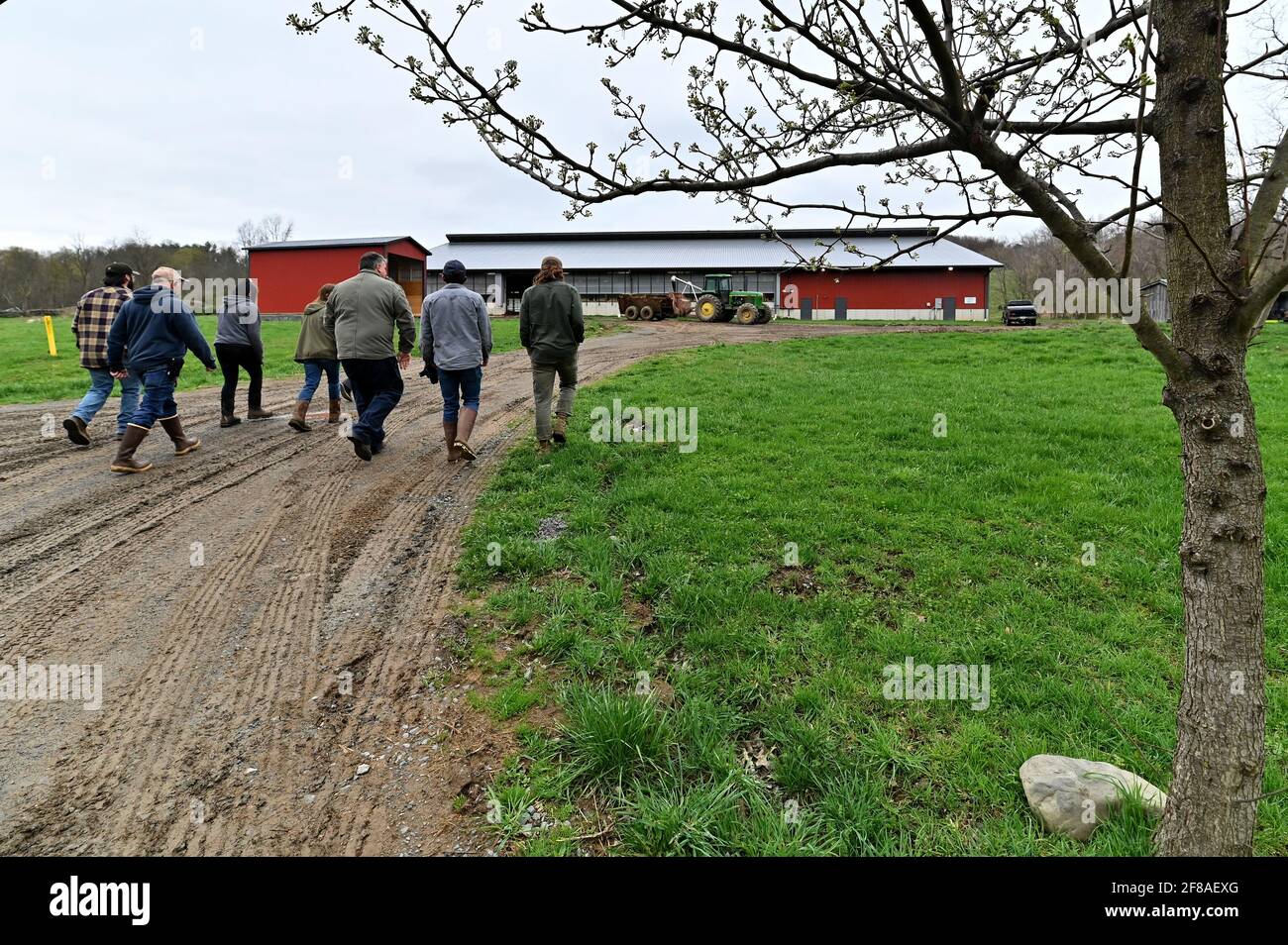 A group of farmers walk to a large dairy cow barn.Sierra Krohnemann and ...
