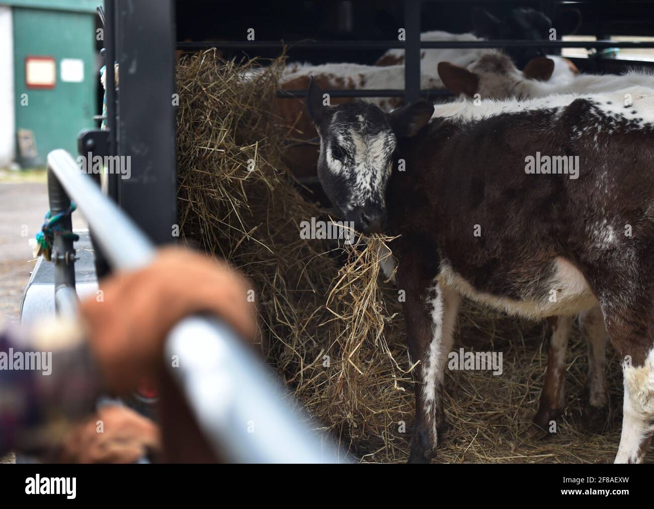 Humane treatment of farm animals hi-res stock photography and images ...