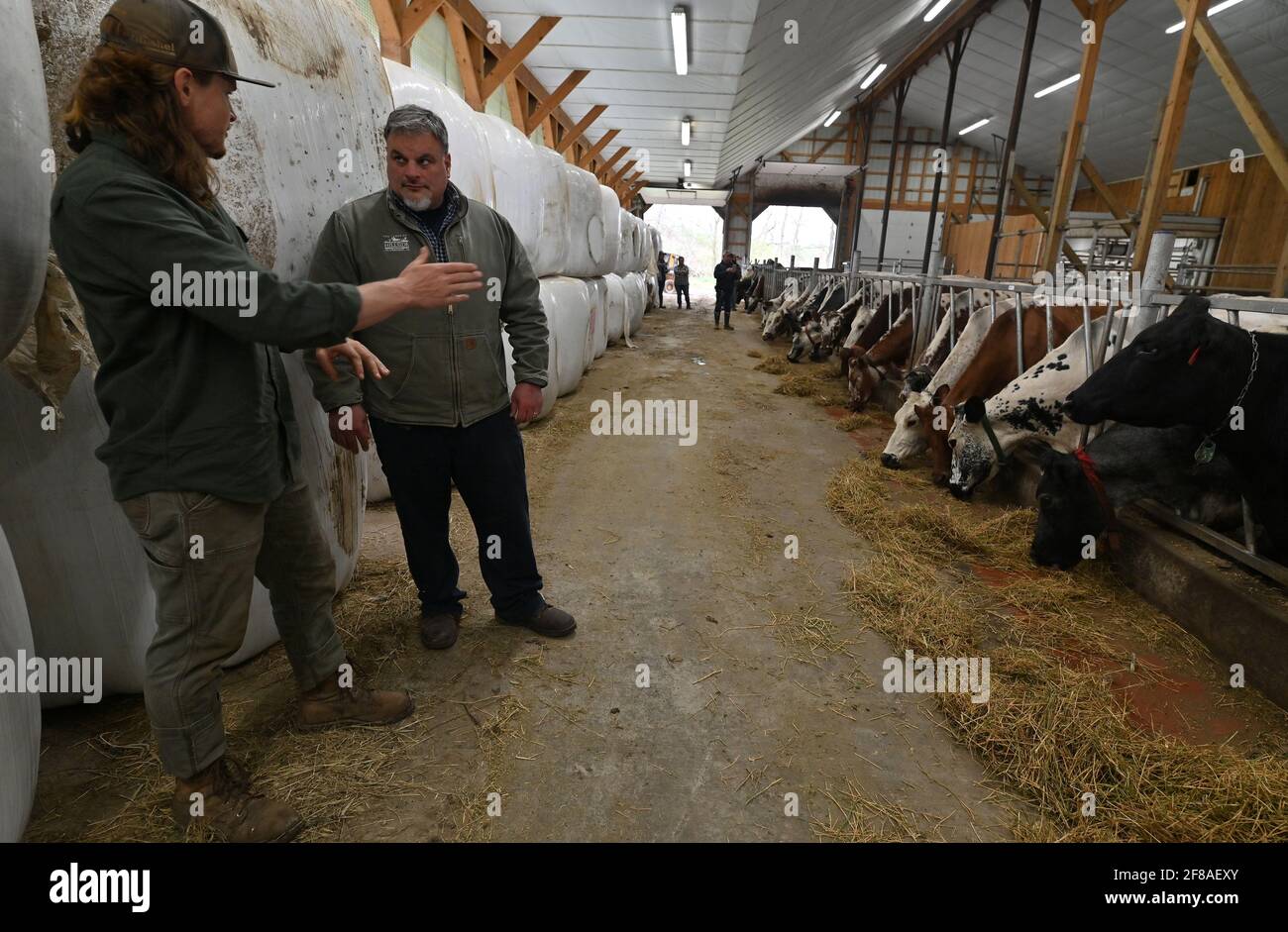 Farmers in the Lands at Hillside Farms dairy cow barn discuss ...