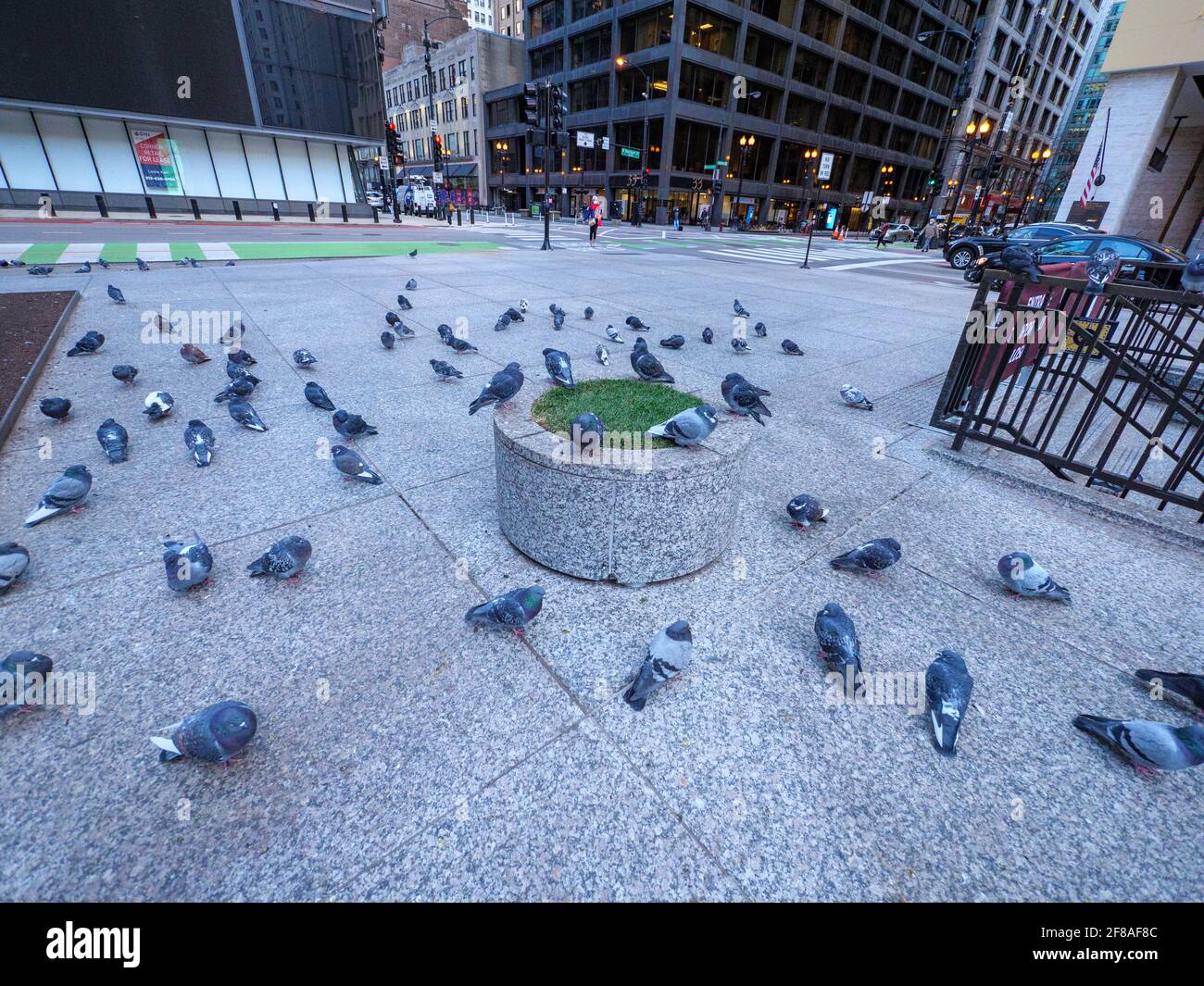 Pigeons in Daley Plaza, Chicago, Illinois Stock Photo - Alamy