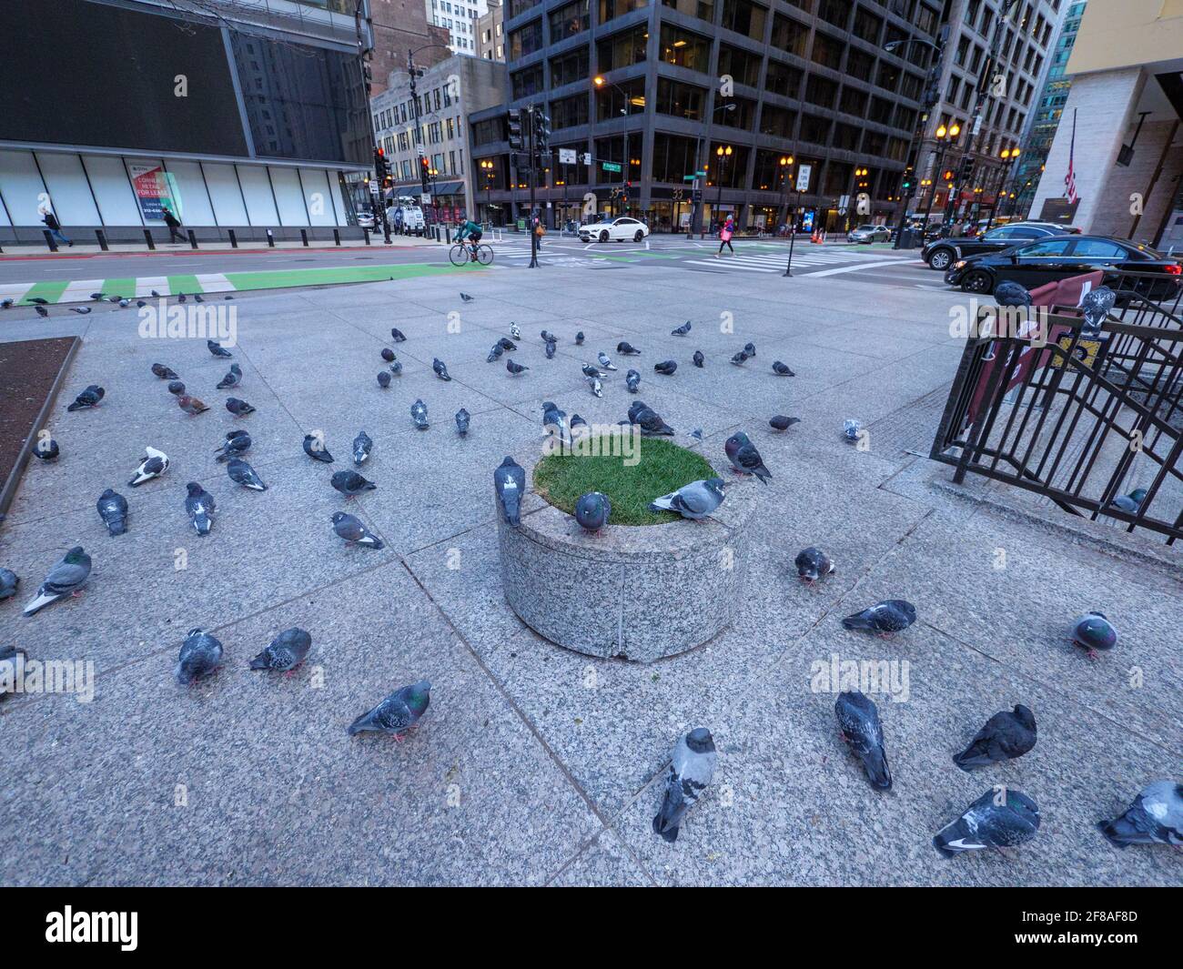 Pigeons in Daley Plaza, Chicago, Illinois Stock Photo - Alamy