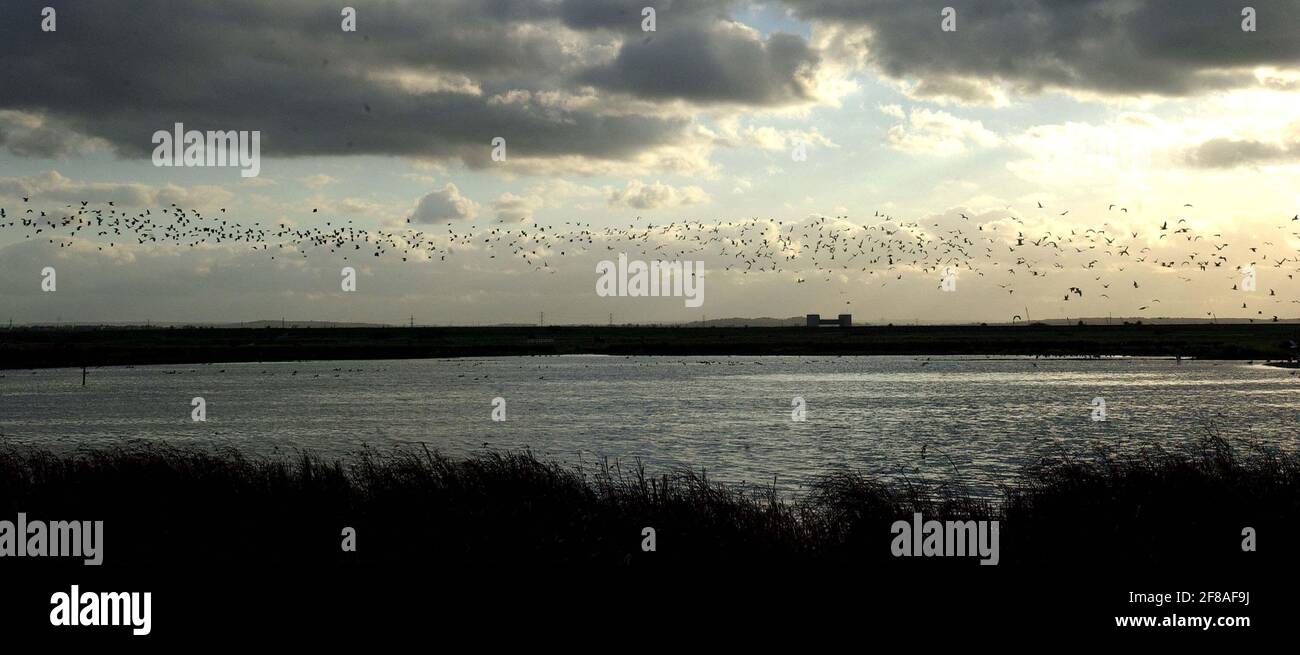 THE RSPB NATURE RESERVE AT RAINHAM MARSHES.13/11/06 TOM PILSTON Stock ...