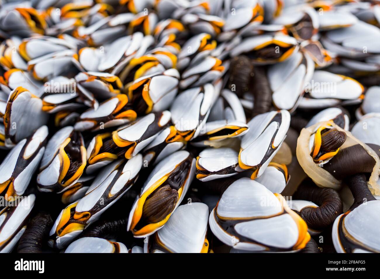 Goose Neck Barnacle cluster washed up on an Oregon beach Stock Photo ...