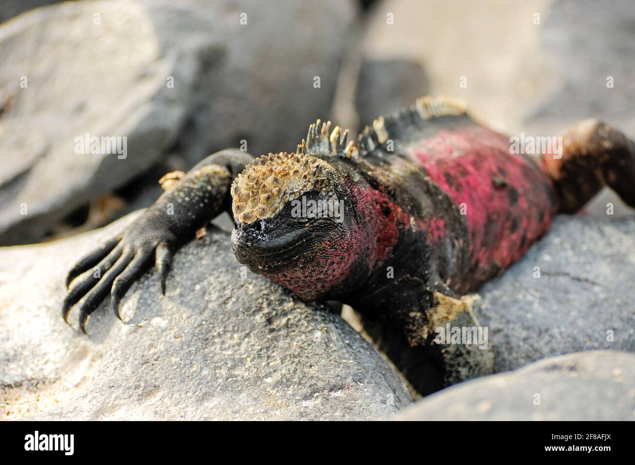 Land iguanas isabela galapagos ecuador hi-res stock photography and ...