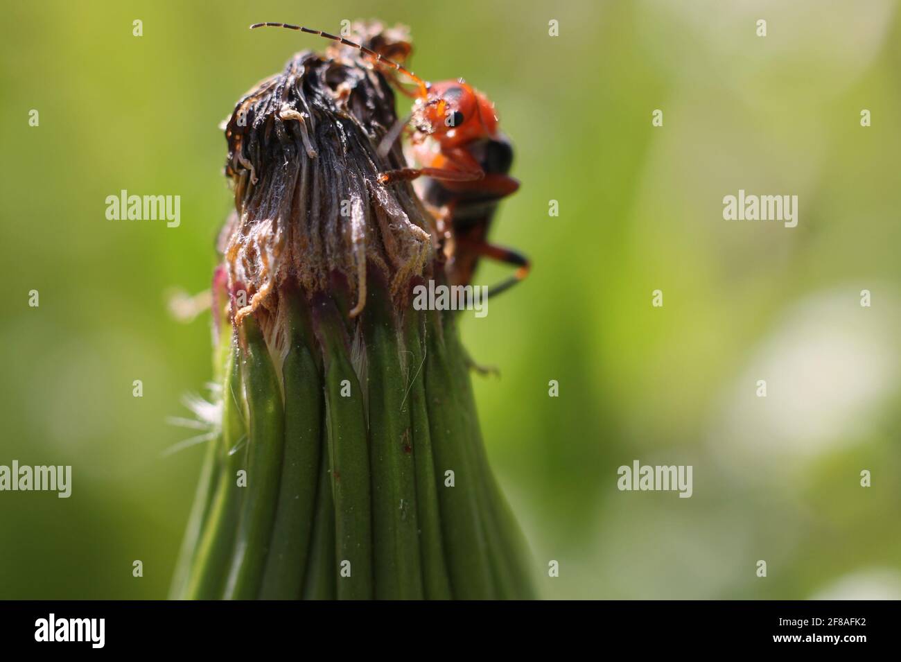 Macro of a red parasite on a plant on a blurred green background Stock ...