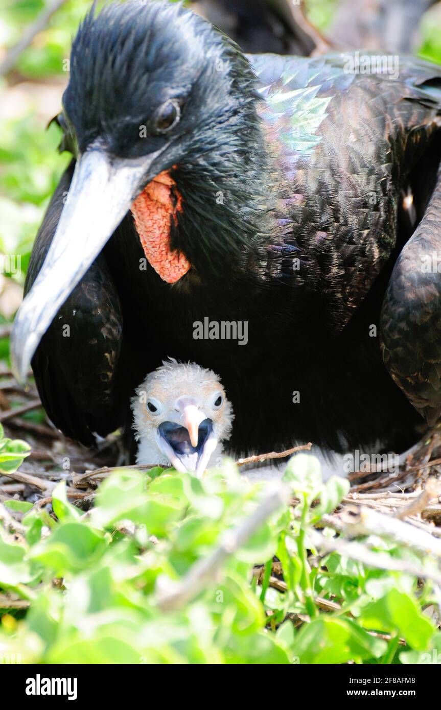 red throated frigate birds Stock Photo - Alamy