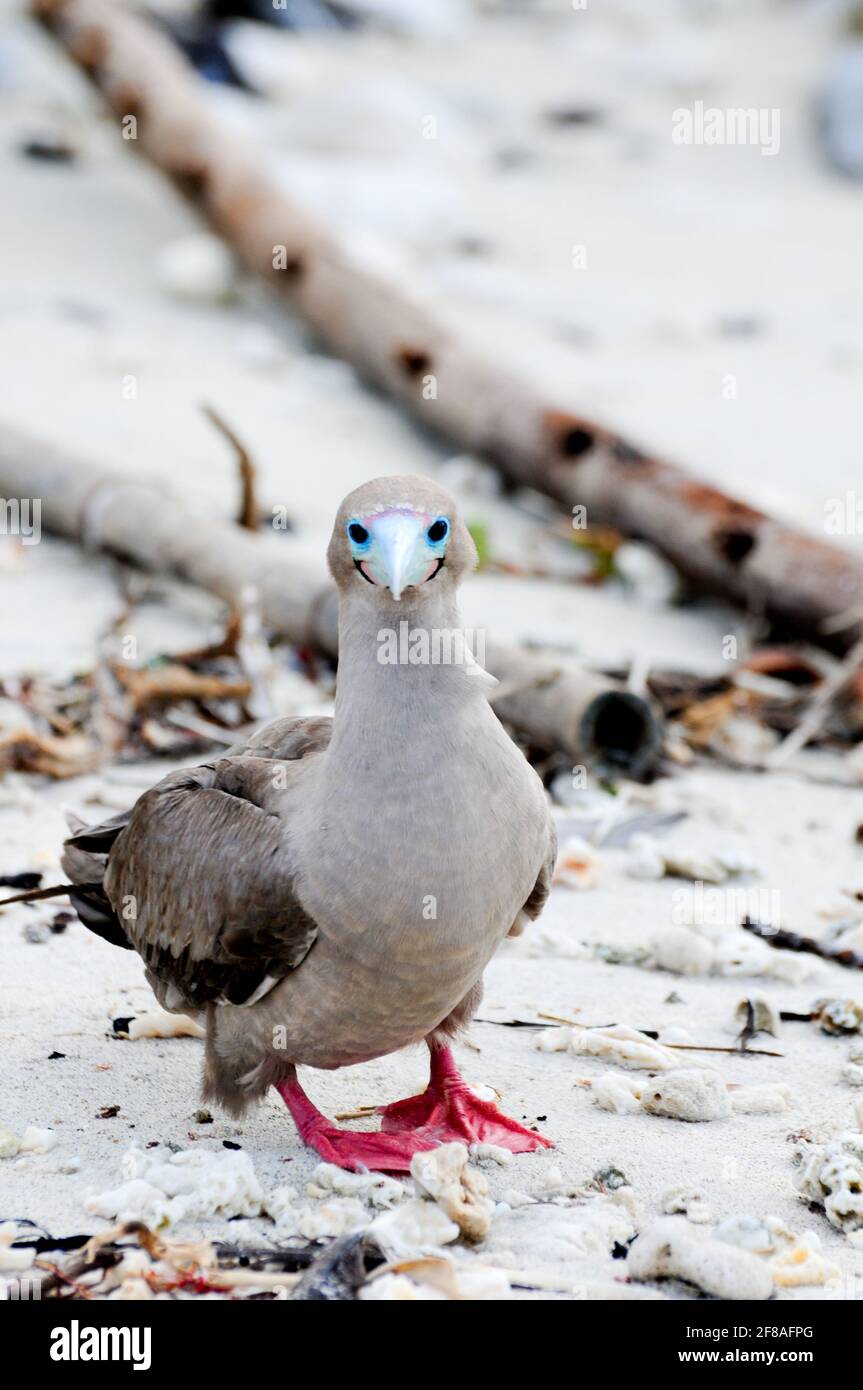 red footed booby bird Stock Photo - Alamy