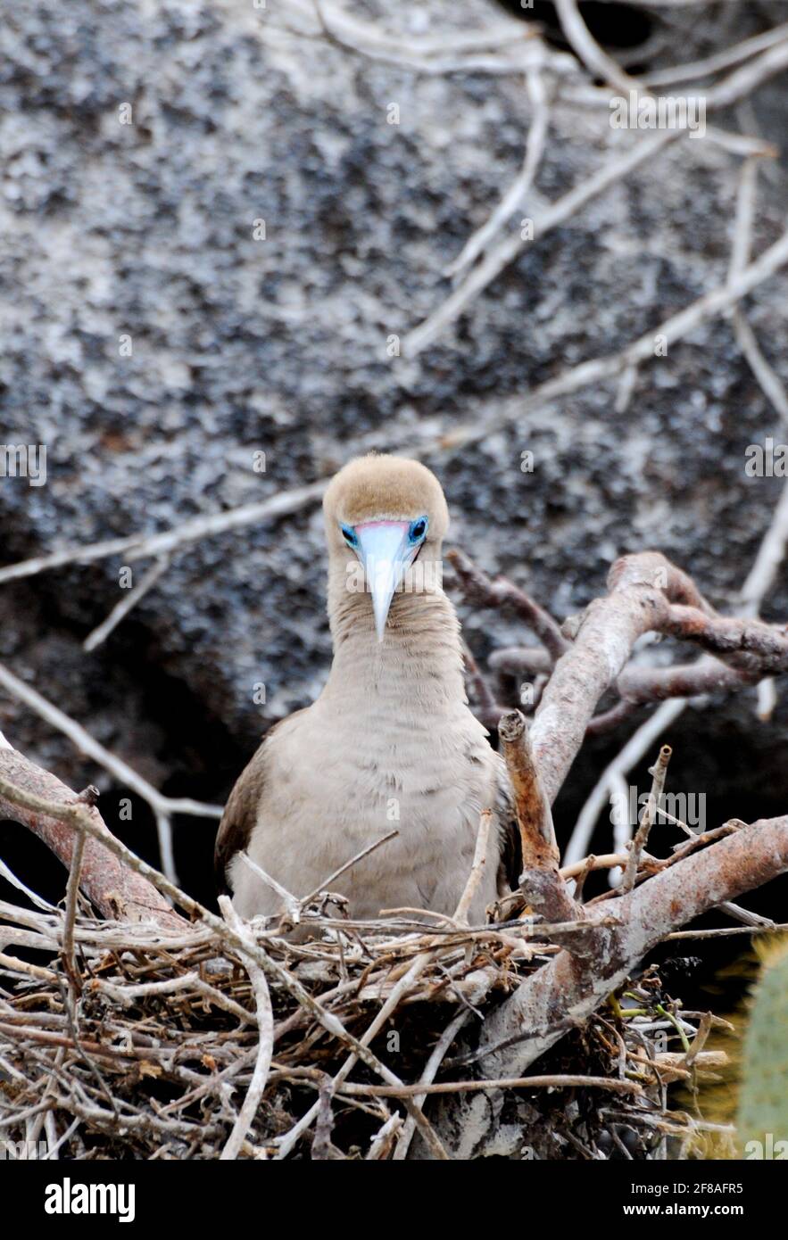 red footed booby bird Stock Photo - Alamy