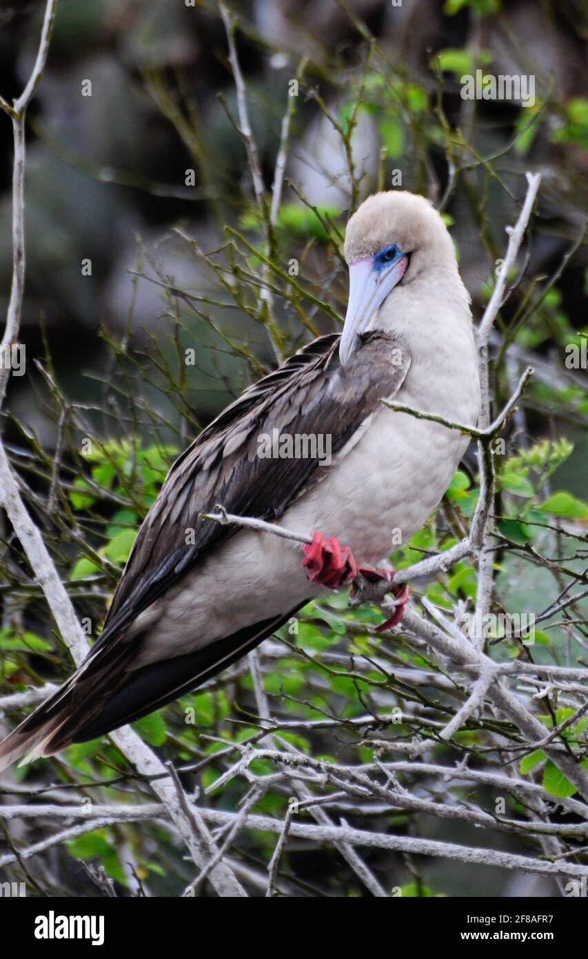 red footed booby bird Stock Photo - Alamy