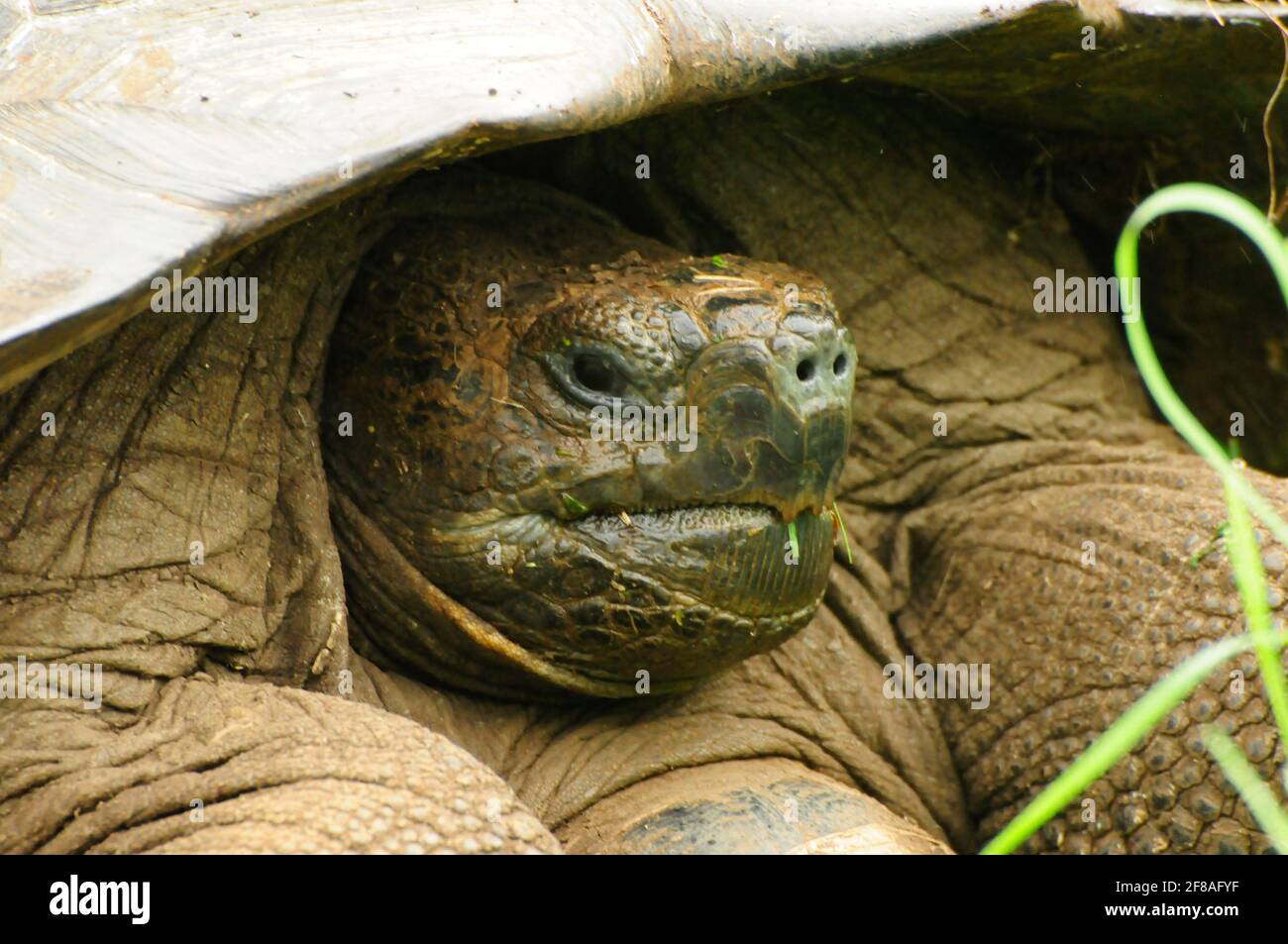 galapagos turtle in shell Stock Photo - Alamy
