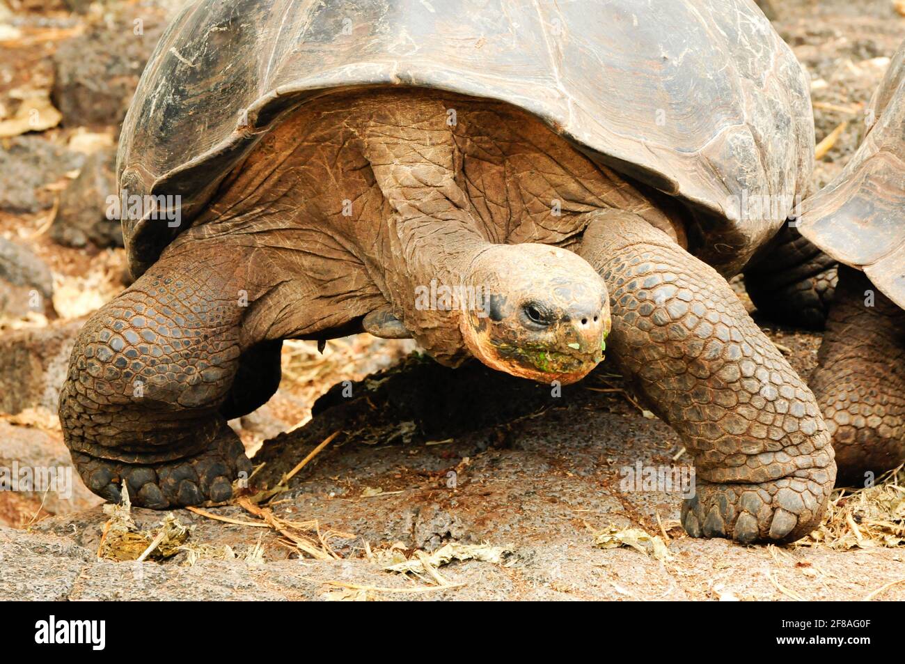 galapagos island turtle Stock Photo - Alamy