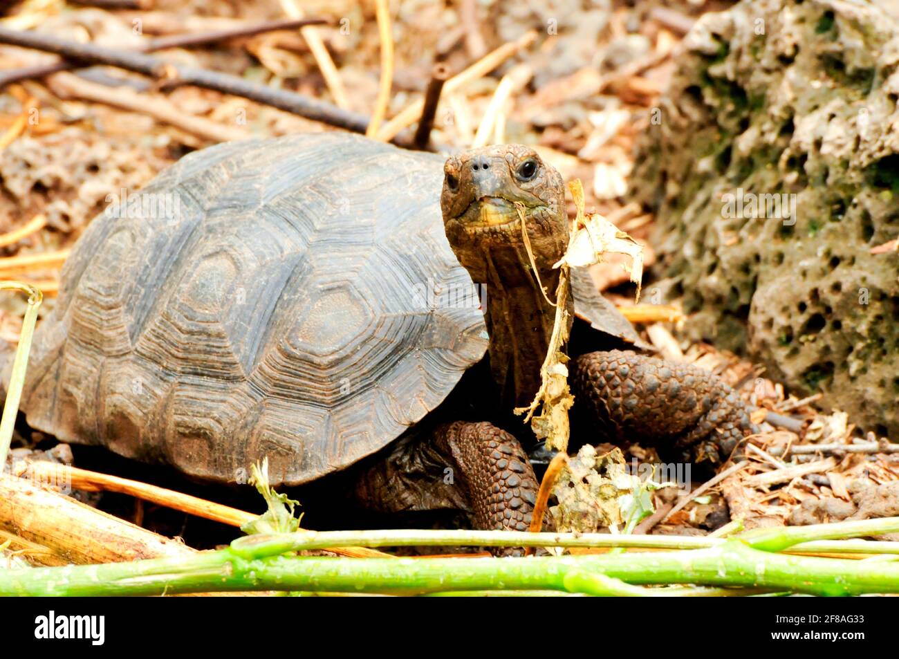 galapagos island turtle Stock Photo - Alamy