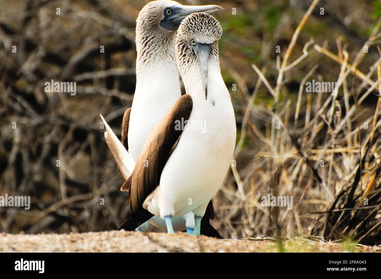 blue footed boobie bird Stock Photo - Alamy