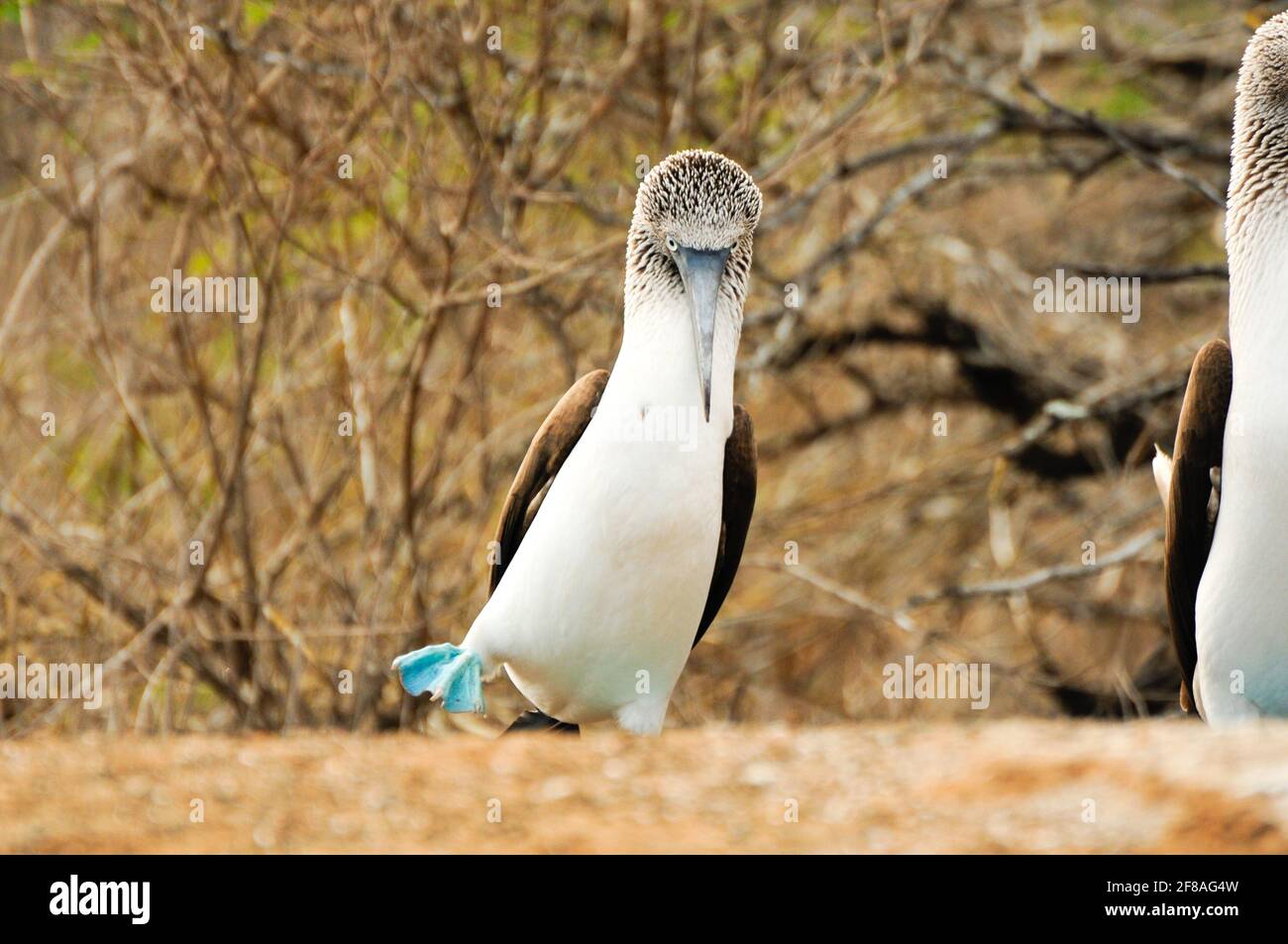 blue footed boobie bird Stock Photo - Alamy