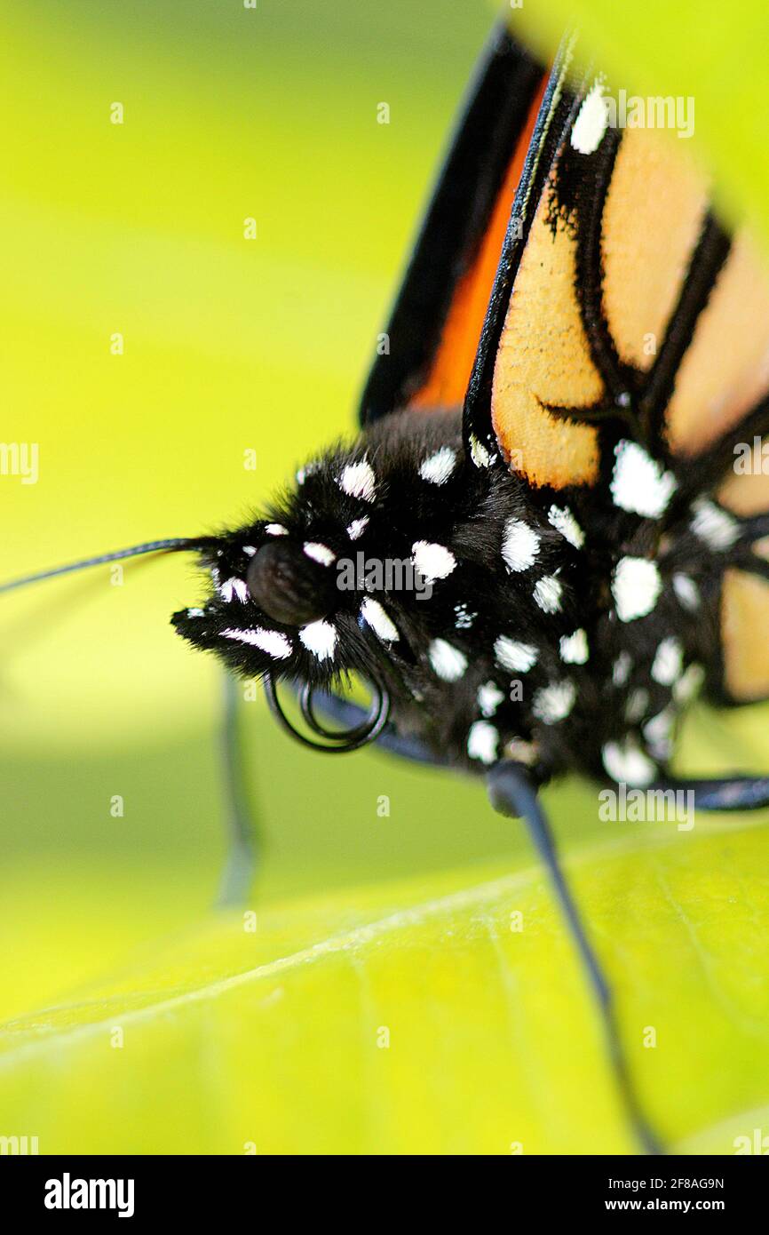 Butterfly head hi-res stock photography and images - Alamy