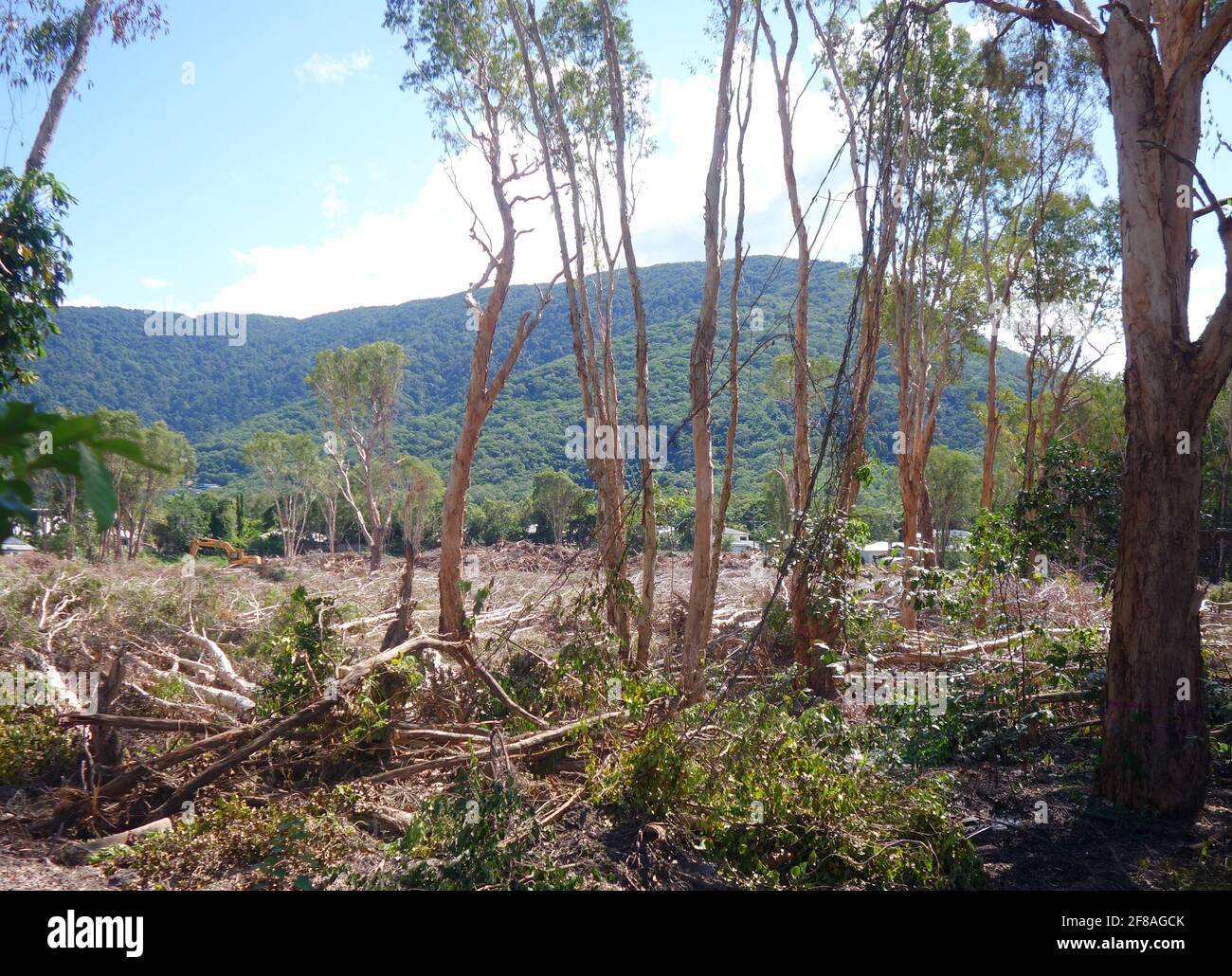 Paperbark tree australia hi-res stock photography and images - Alamy