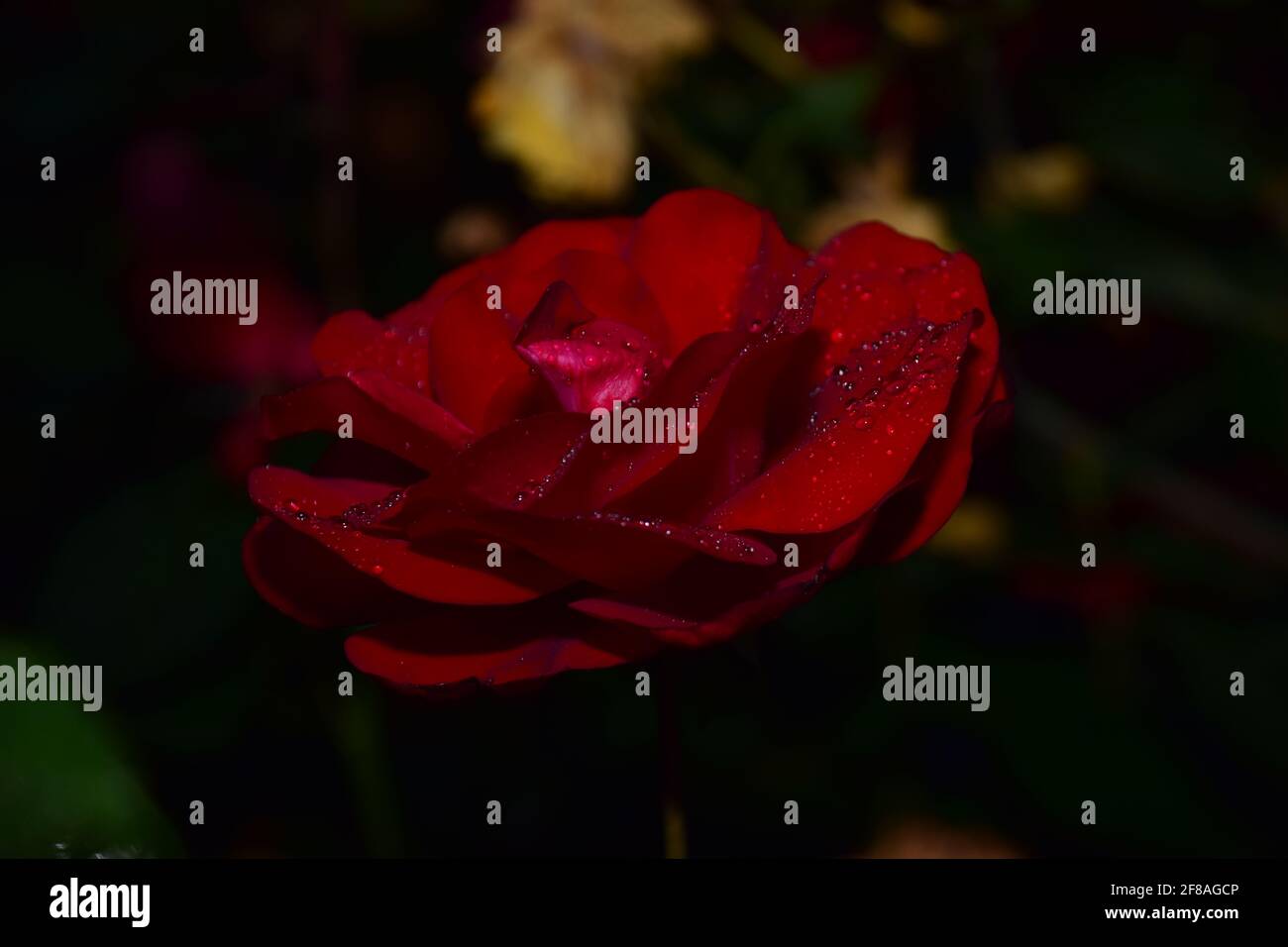 Red Rose during rain storm Stock Photo - Alamy