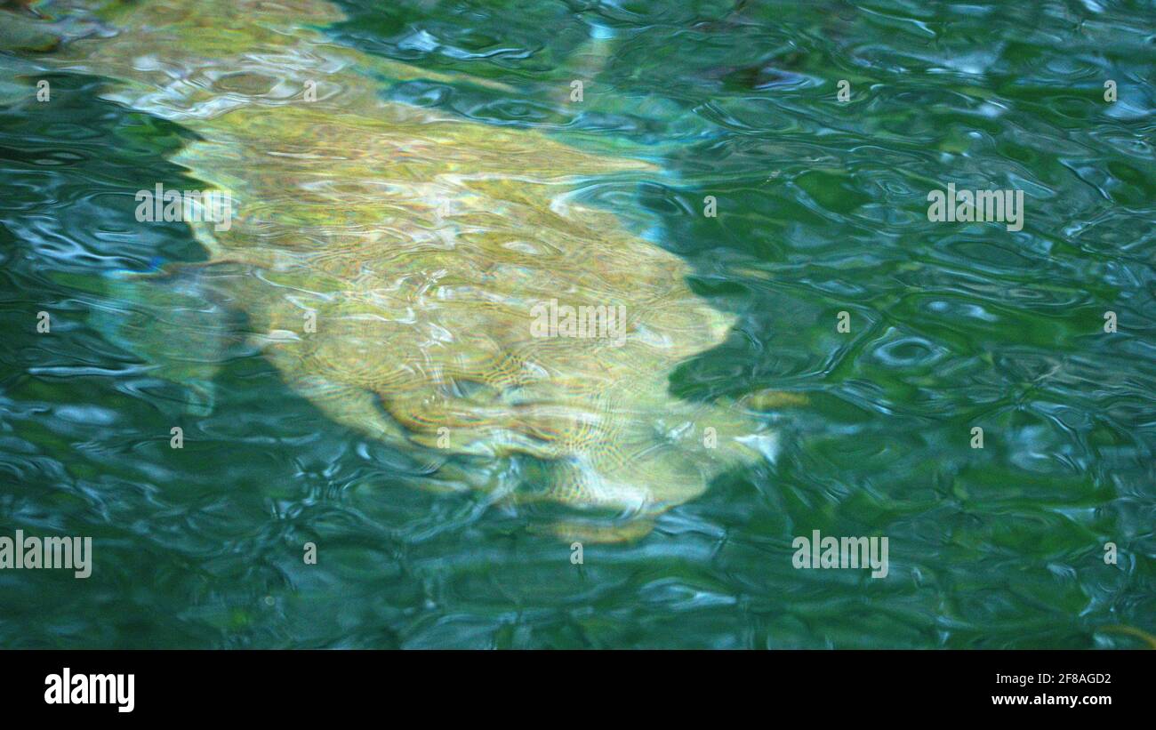 Puffer fish underwater in Elizabeth Bay, Isabela Island, Galapagos ...