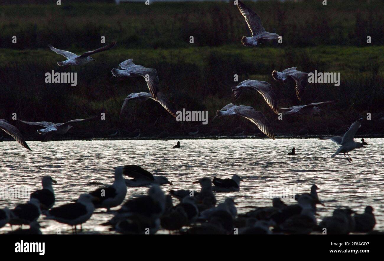 THE RSPB NATURE RESERVE AT RAINHAM MARSHES.13/11/06 TOM PILSTON Stock ...