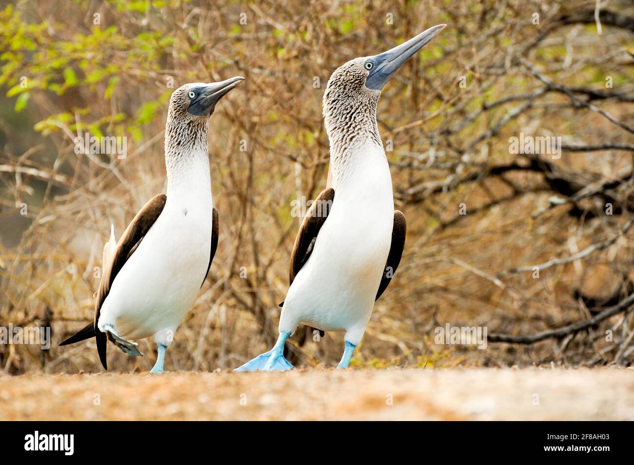blue footed boobie bird Stock Photo - Alamy