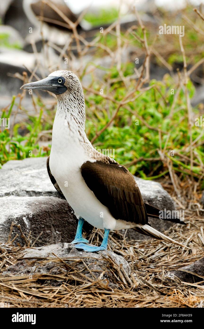blue footed boobie bird Stock Photo - Alamy