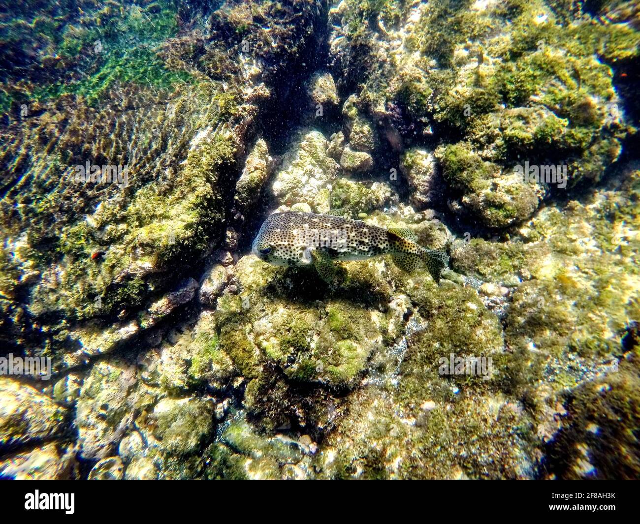 Pufferfish swimming above a rocky bottom at Punta Morena, Isabela ...