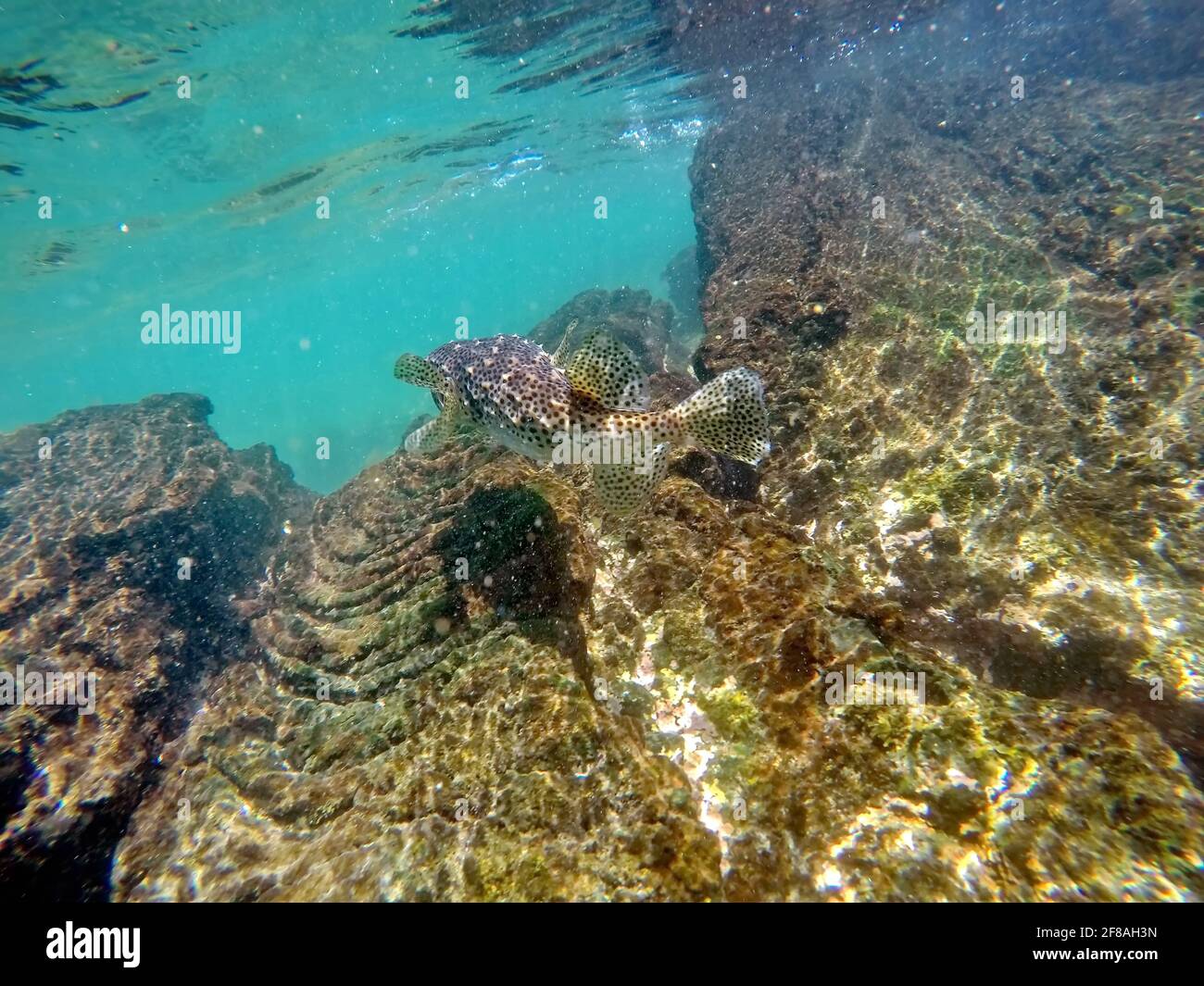 Pufferfish fish hi-res stock photography and images - Alamy