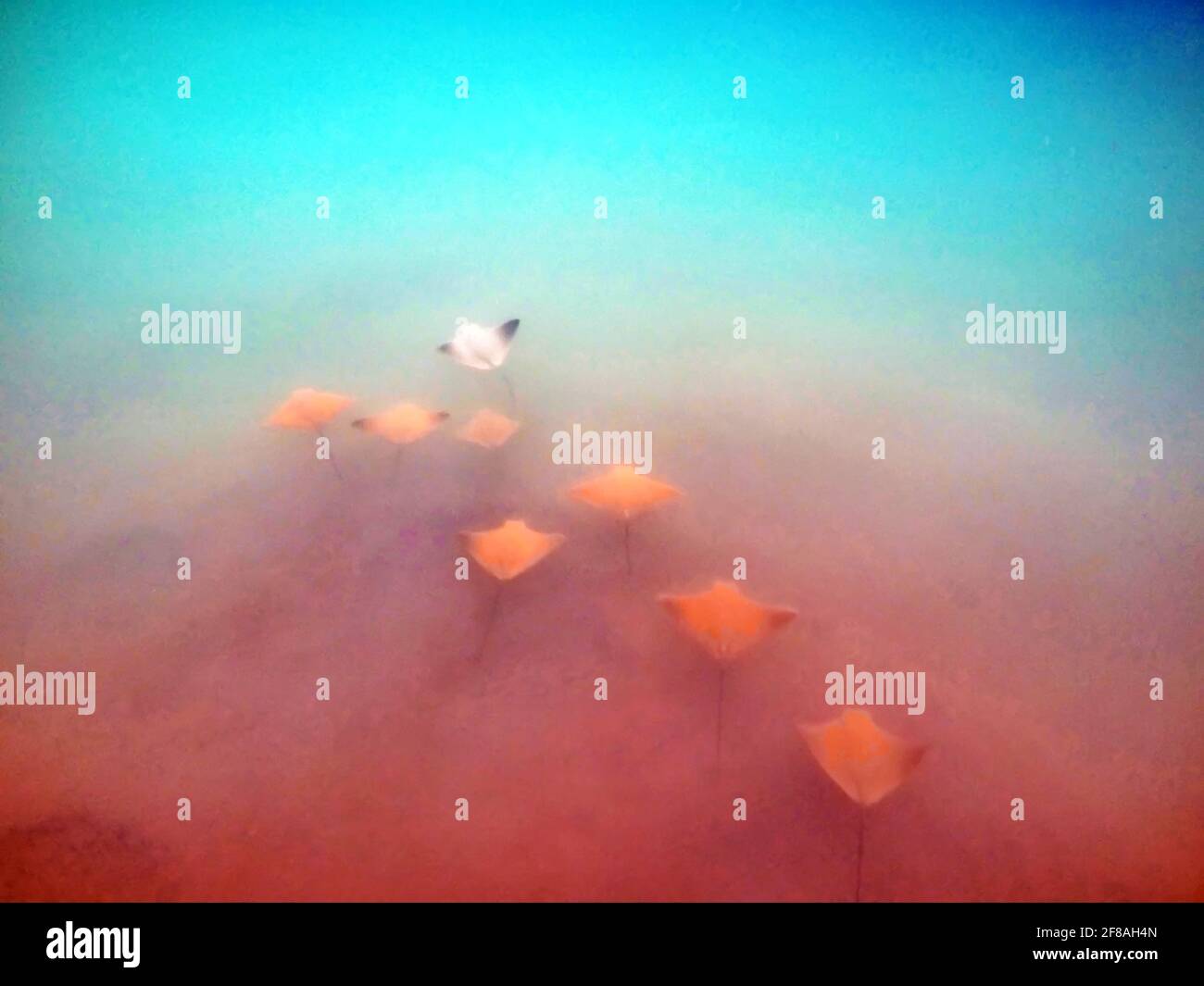 Marine park stingrays school fish hi-res stock photography and images ...