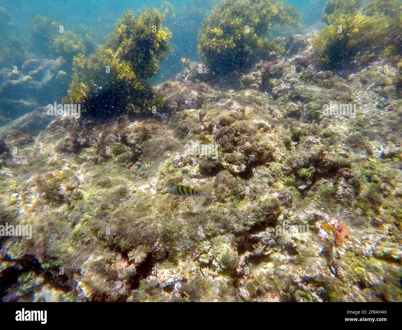 Yellow and black striped fish at Punta Morena, Isabela Island ...
