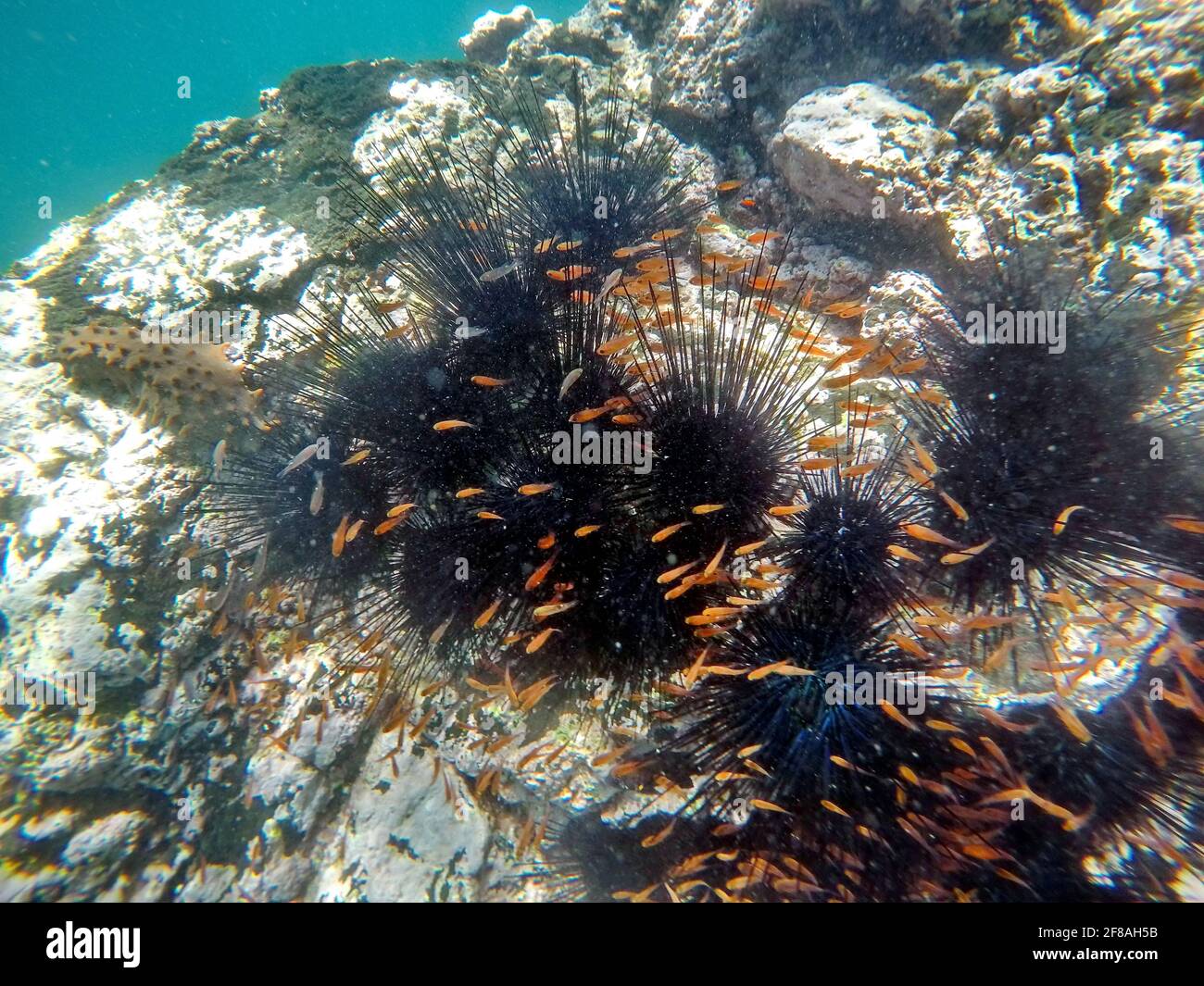 School of little orange fish swimming above a black sea urchin at Punta ...