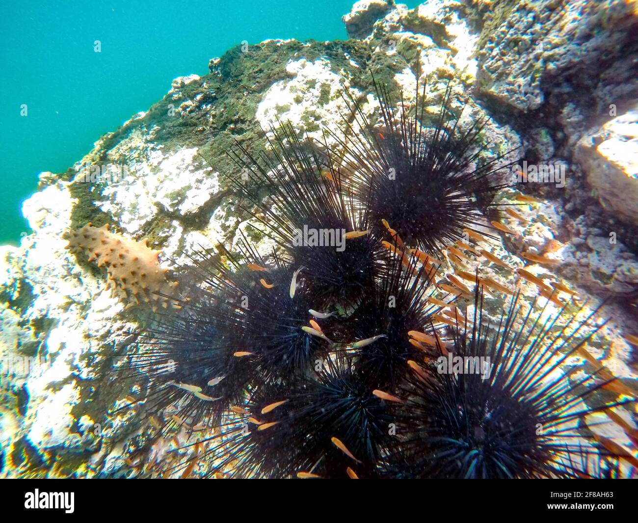 School of little orange fish swimming above a black sea urchin at Punta ...