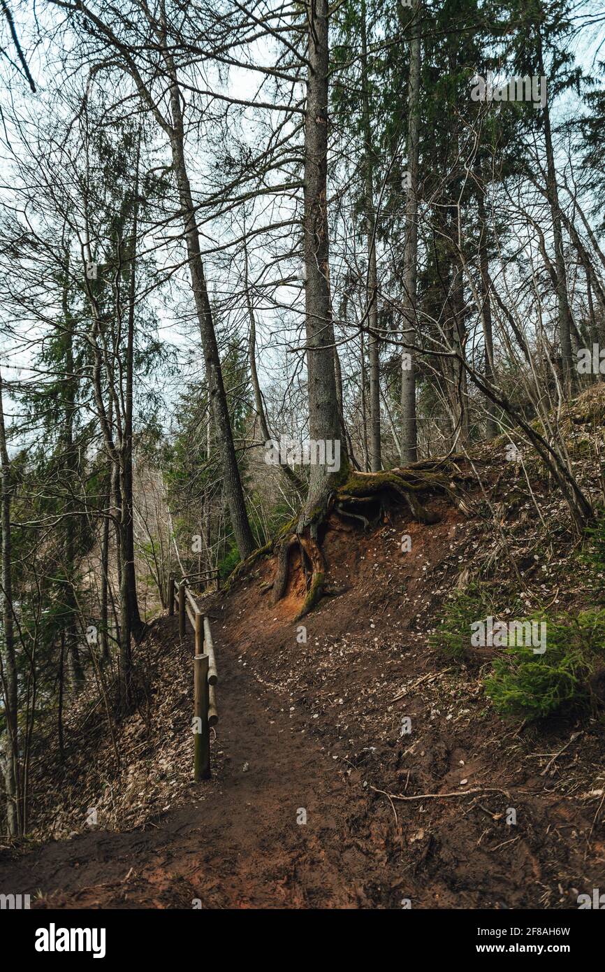 Vertical shot of high trees in the forest Stock Photo - Alamy